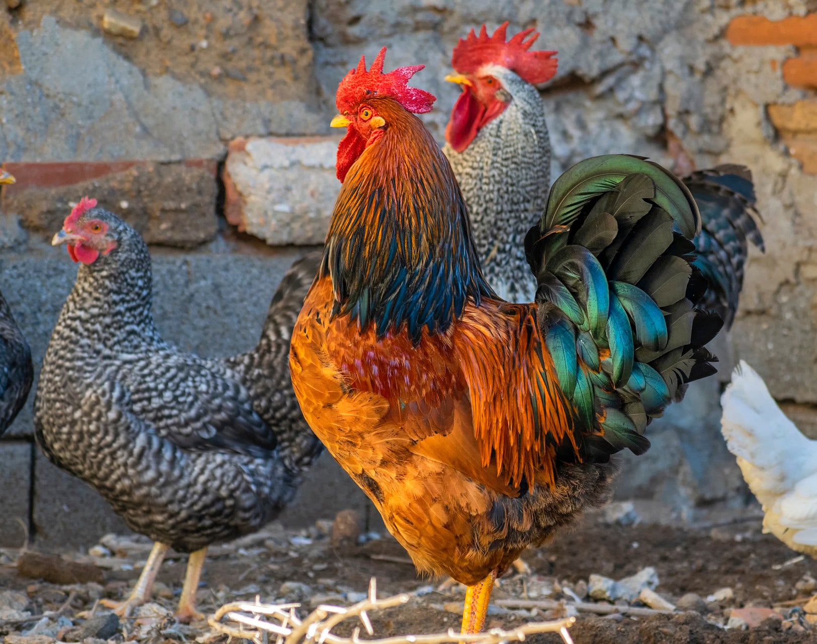 Shur-Gain – Critter Country Supply Ltd.